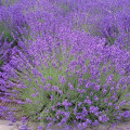 lavanda ingrediente de perfume, lavanda fragancias y aceites esenciales